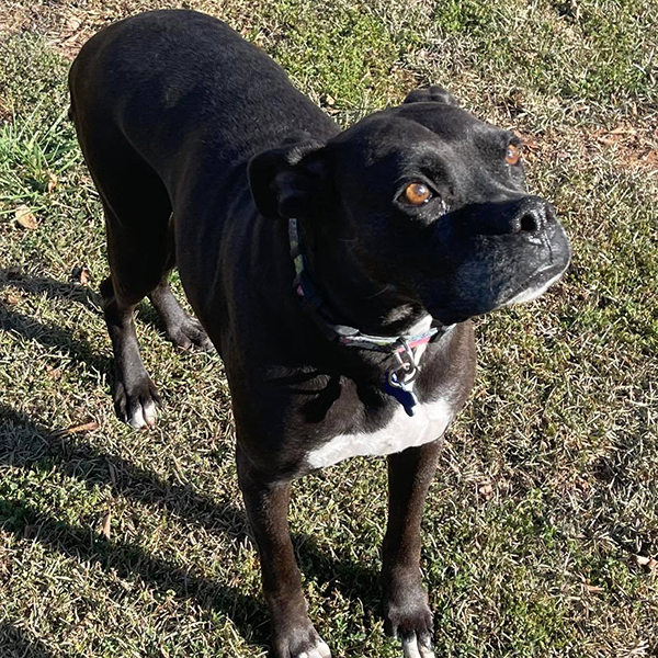 Atlanta Boxer Rescue