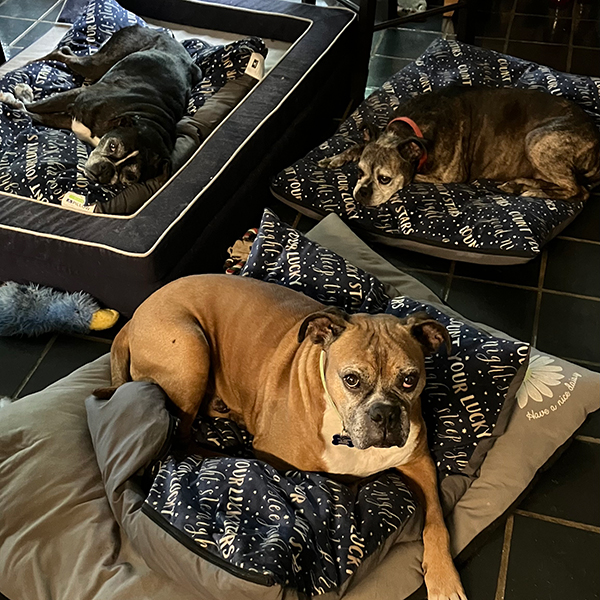 Atlanta Boxer Rescue