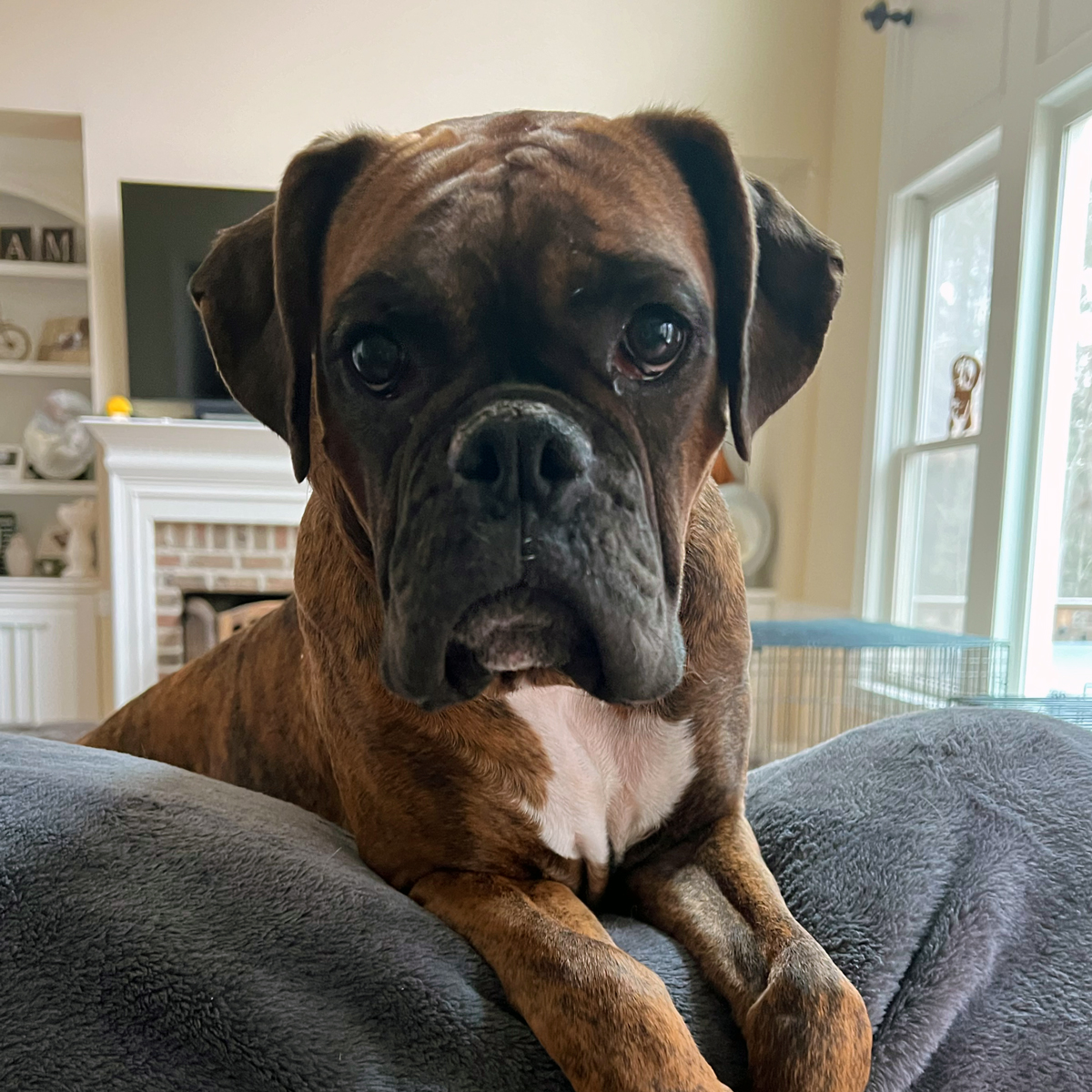 Available Boxers from Atlanta Boxer Rescue : Boxer Adoption