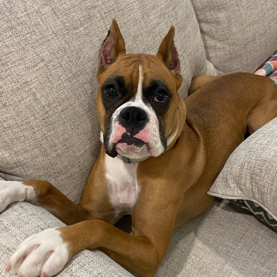 Atlanta Boxer Rescue Available Boxers : Boxer Adoption