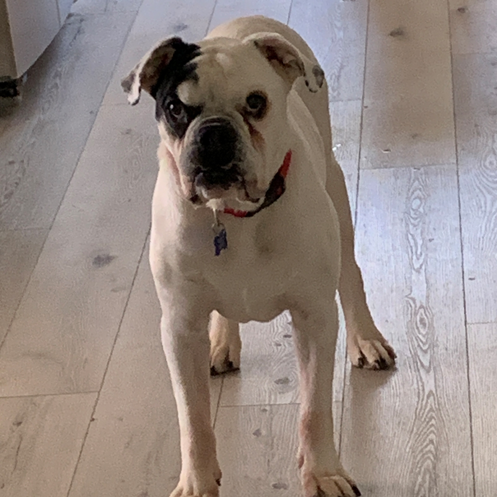 Available Boxers from Atlanta Boxer Rescue : Boxer Adoption