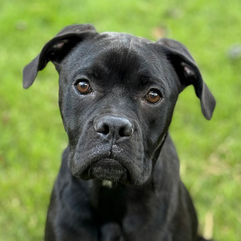 Available Boxers from Atlanta Boxer Rescue : Boxer Adoption